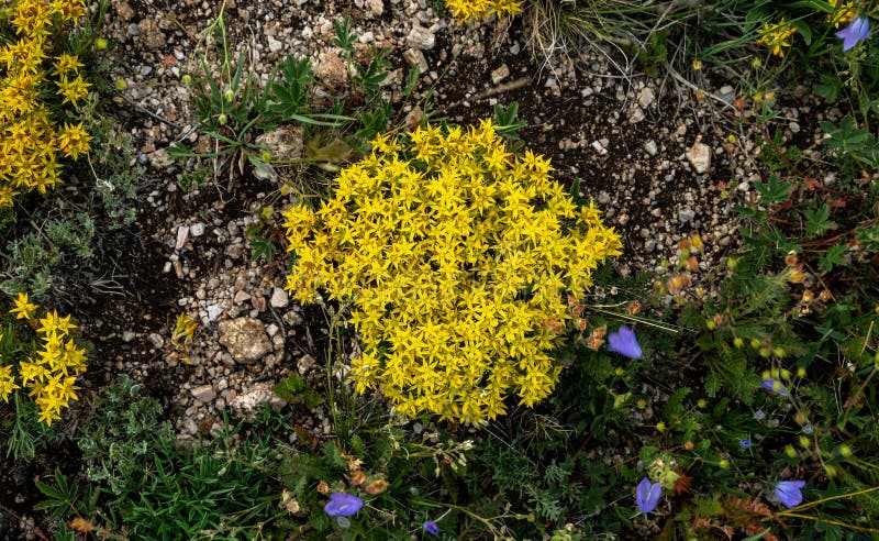 Looking Down on a Bunch of Stone Crop Flowers on Tundra Stock Image ...