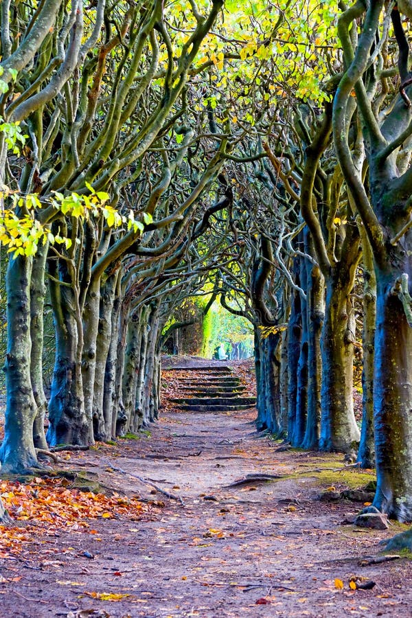 Looking Down the Centre of a Tree Lined Pathway Stock Image - Image of ...