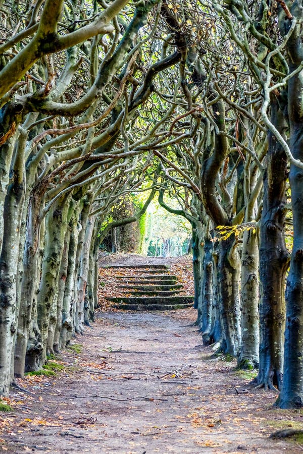 Looking Down the Centre of a Tree Lined Pathway Stock Image - Image of ...