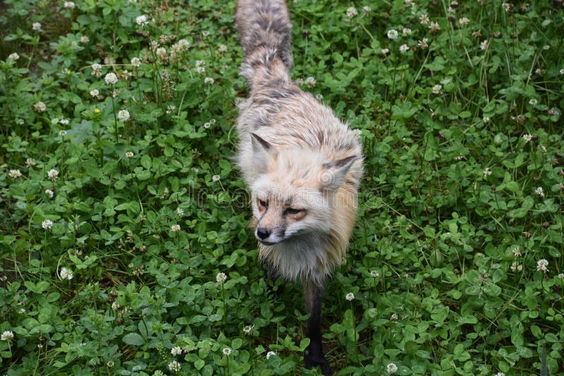 Looking Down at a Curious Red Fox Stock Image - Image of cute, looking ...