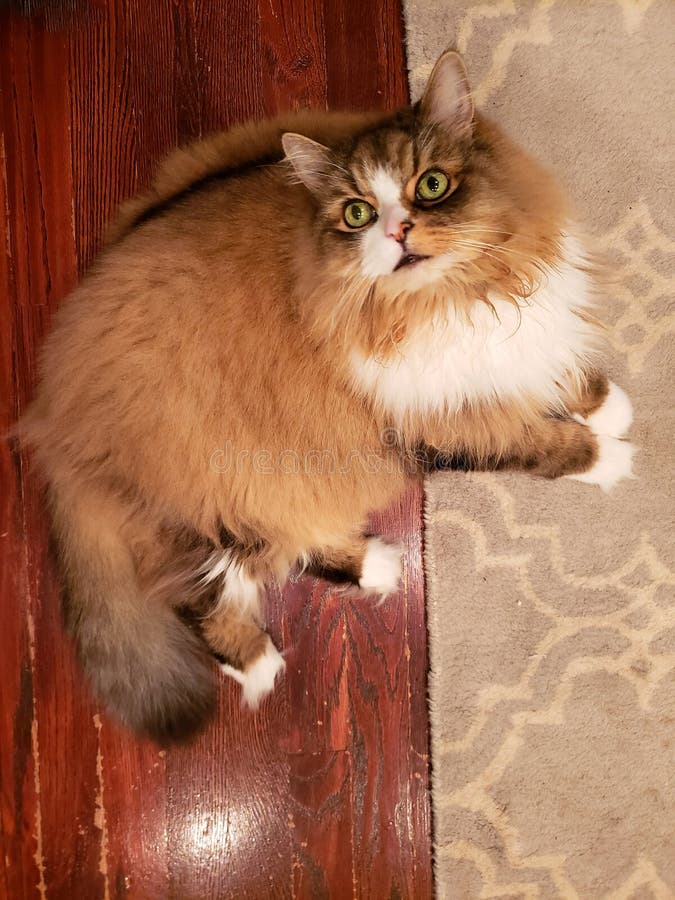 A Ragamuffin - a Breed Similar To Ragdolls - Male Cat Stock Photo ...