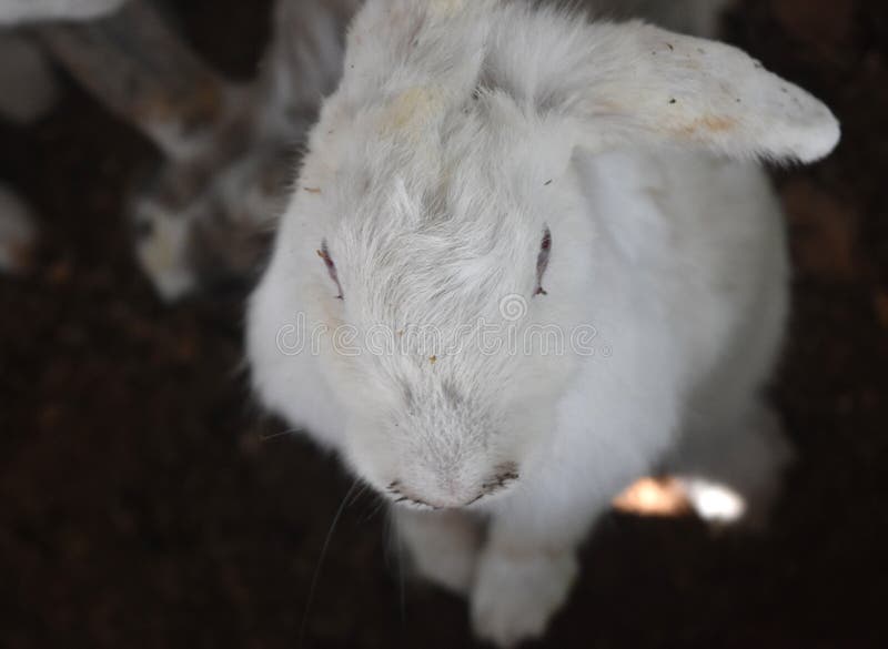 Looking Down at a Cute White Wild Rabbit Stock Photo - Image of jack ...