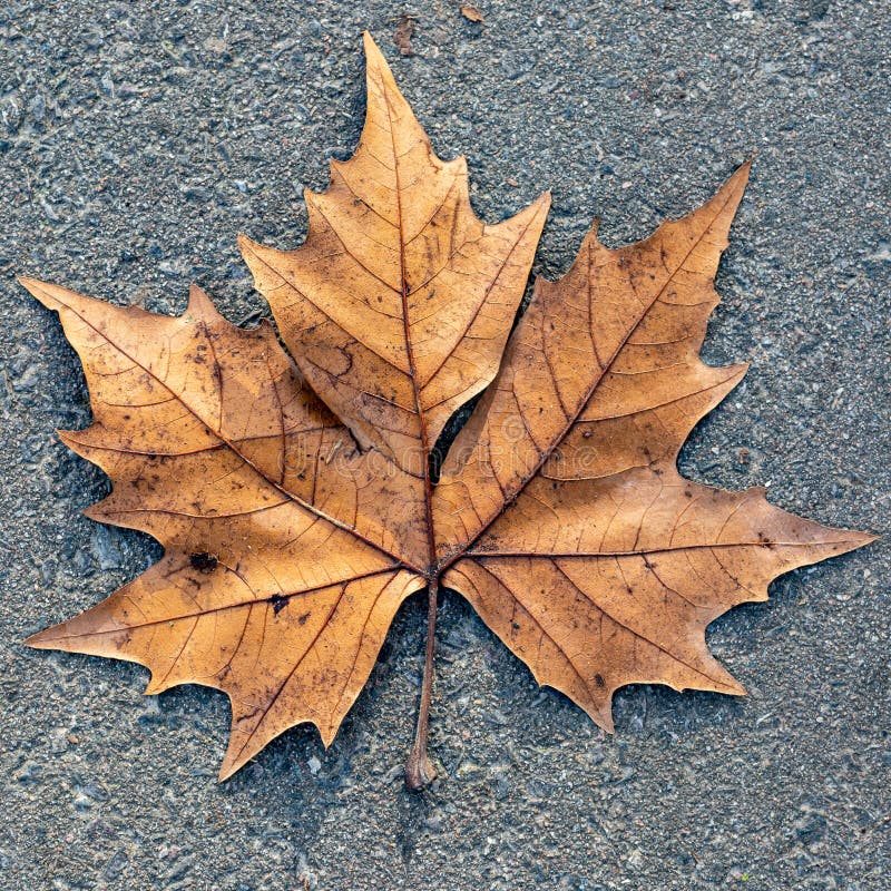 Looking Down at a Dried Sycamore Leaf Stock Image - Image of beauty ...