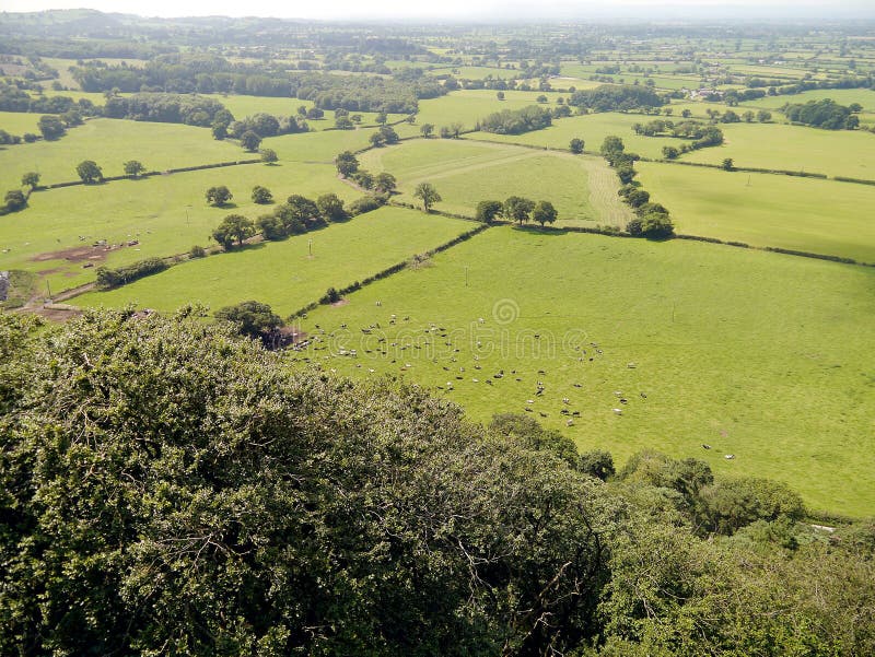 Looking Down on Field of Cows Stock Photo - Image of aged, fort: 145101384