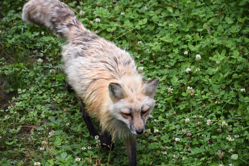 Looking Down on a Fluffy Red Fox Stock Photo - Image of wild, candid ...