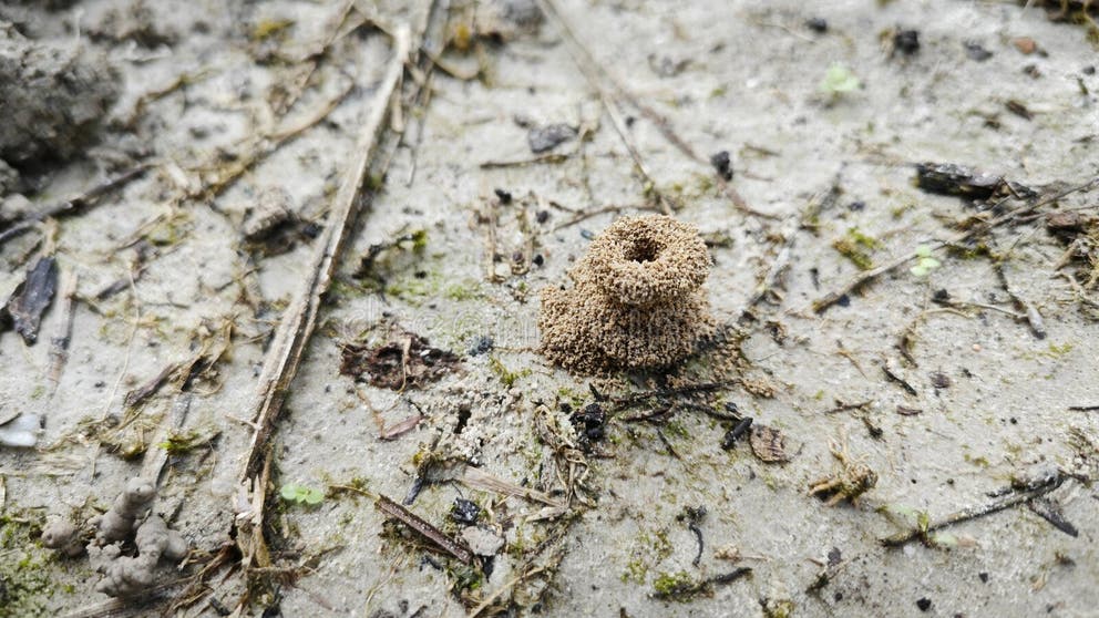 Looking Down on the Ground of the Formicary Anthill Sandy Nest. Stock ...