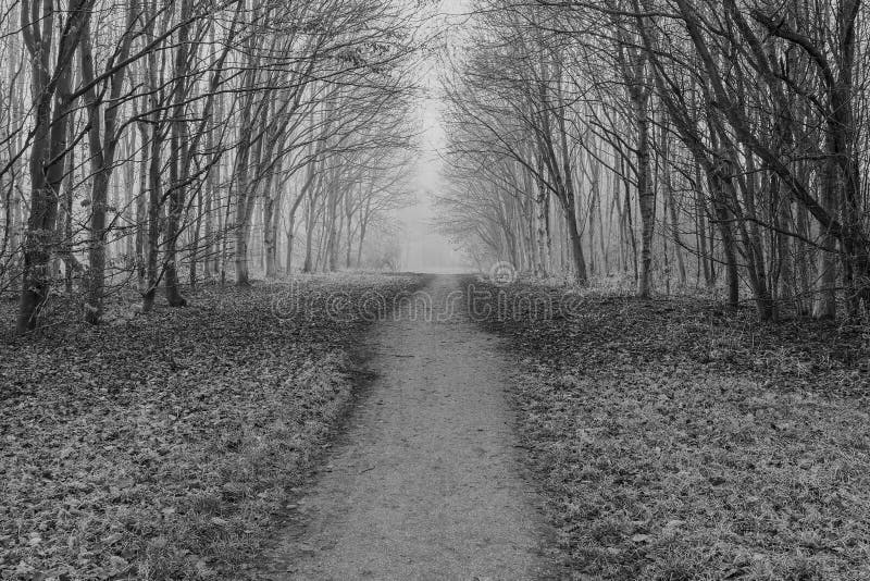 Down a Long, Straight Path, between Tall Trees on a Misty Winter ...