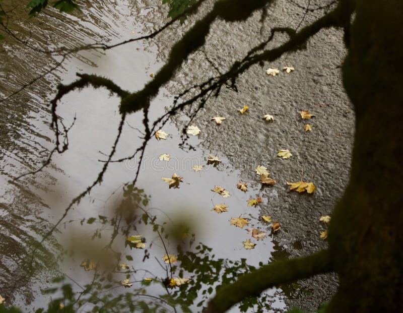 Looking Down through Moss Covered Maple Tree Branches at Autumn Leaves ...