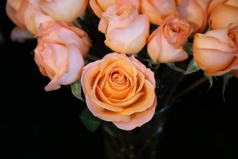 Looking Down at One Dozen Light Peach Roses in a Vase, with a Black ...