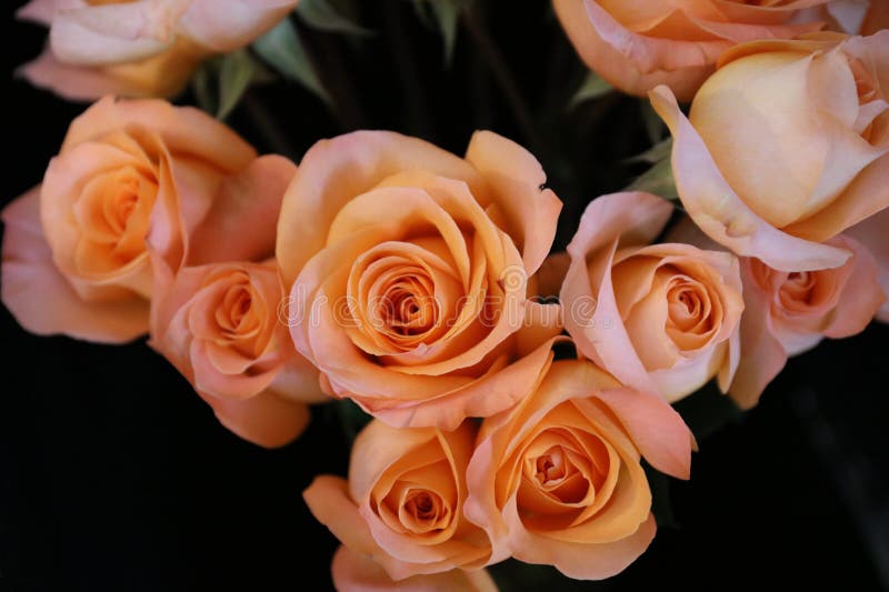 Looking Down at One Dozen Light Peach Roses in a Vase, with a Black ...