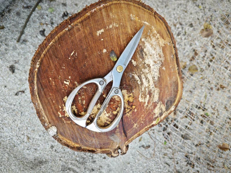 Looking Down on One Stainless Steel Scissor on the Surface of a Block ...