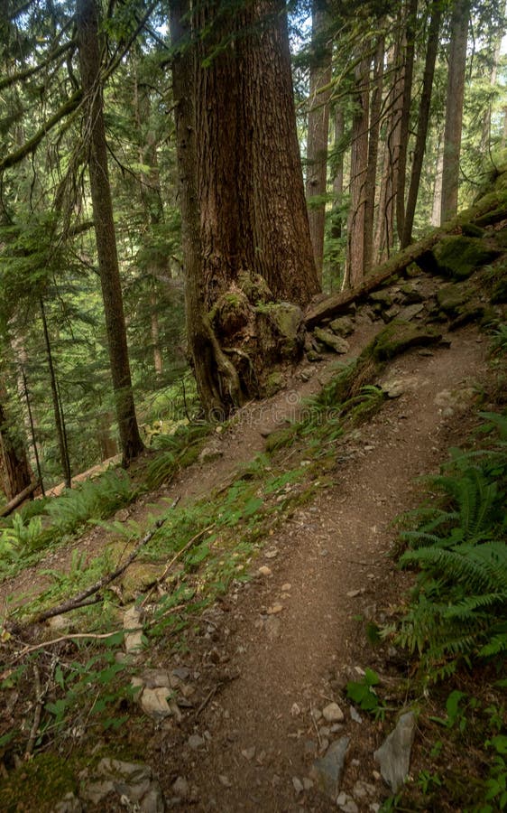 Looking Down Over Steep Trail Winding Down Toward the Hoh River Stock ...
