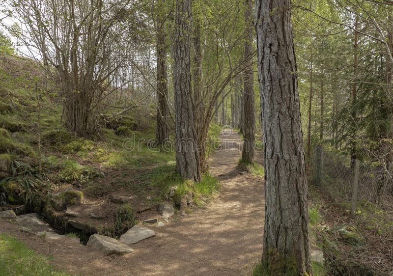 Looking Down in a Path in a Woodland Stock Photo - Image of serenity ...