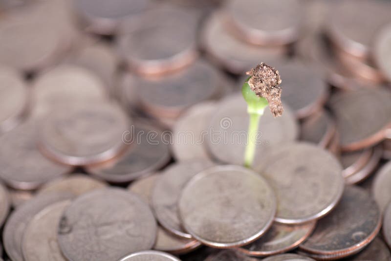 Looking Down at a Pile of Dollar Coins a Sprout Grows Stock Image ...