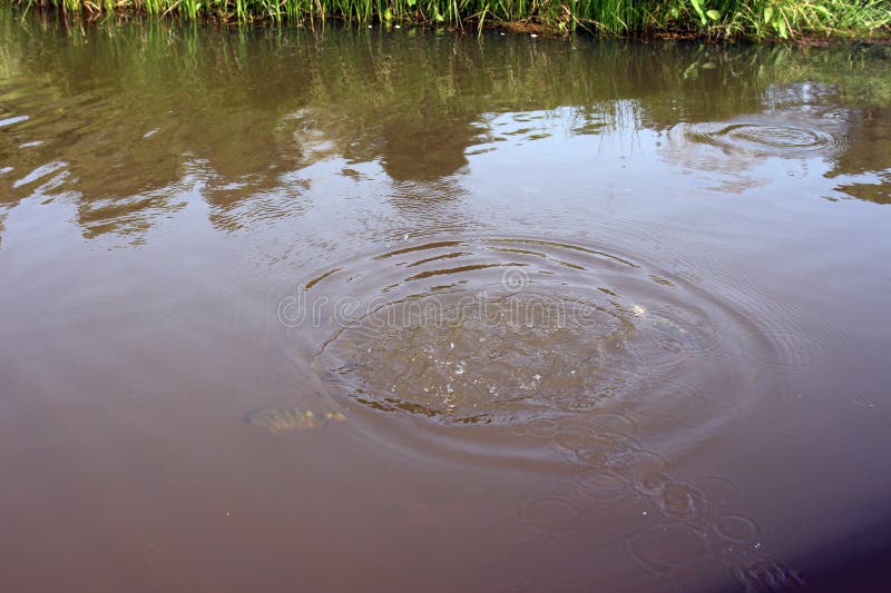 Looking Down at Piranhas Swimming in a Lake in the Amazon Rainforest in ...