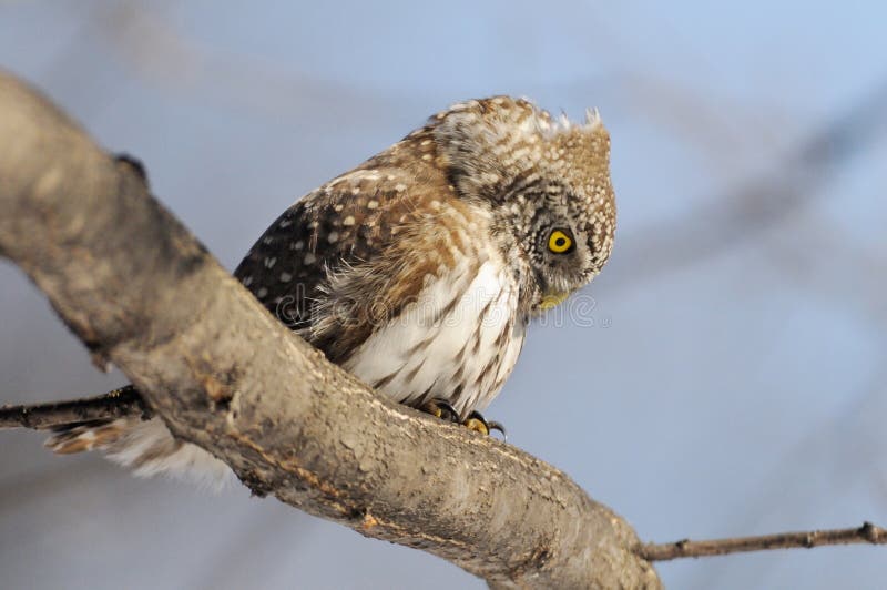 Looking Down Pygmy Owl Stock Photos - Free & Royalty-Free Stock Photos ...