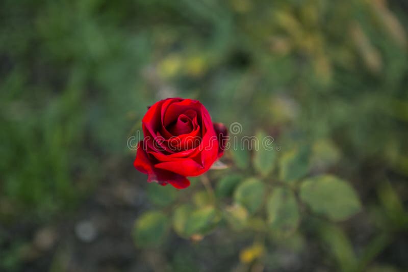 302 Pick Red Rose Flower Stock Photos - Free & Royalty-Free Stock ...