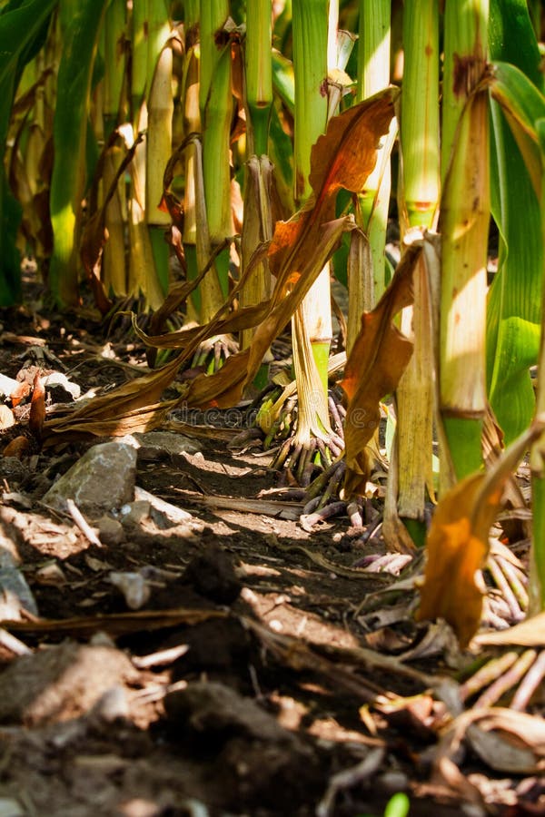 429 Corn Plant Roots Stock Photos - Free & Royalty-Free Stock Photos ...