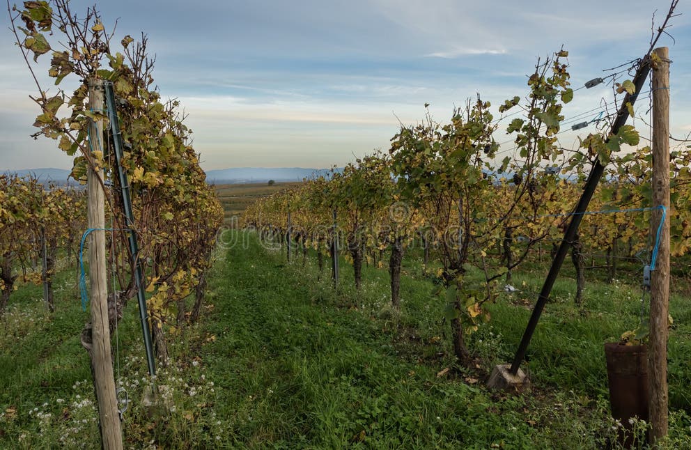 Looking Down a Row of Tall Vines Towards the Sunset Stock Image - Image ...