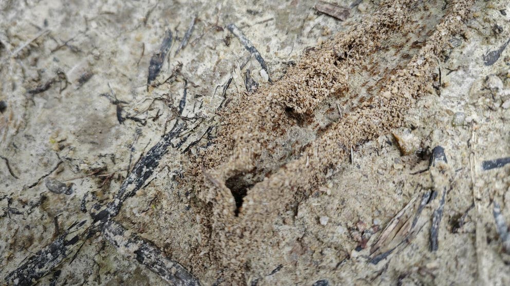 Looking Down on Sandy Track of Little Fire Ants Path To the Nest. Stock ...