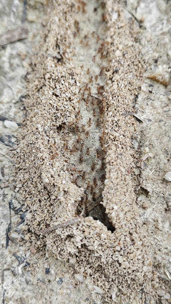 Looking Down on Sandy Track of Little Fire Ants Path To the Nest. Stock ...