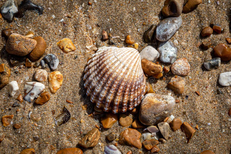 Looking Down at a Shell and Pebbles on a Sandy Beach Stock Photo ...