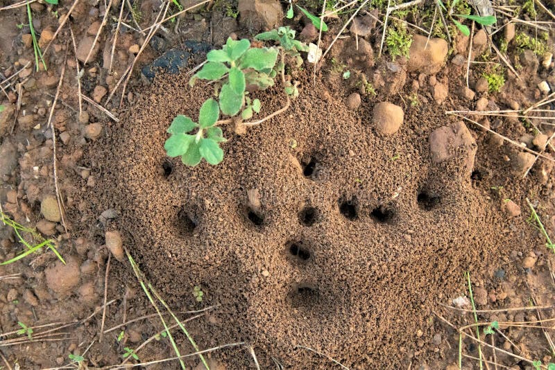 Small Anthill on the Front Porch of the House Stock Photo - Image of ...
