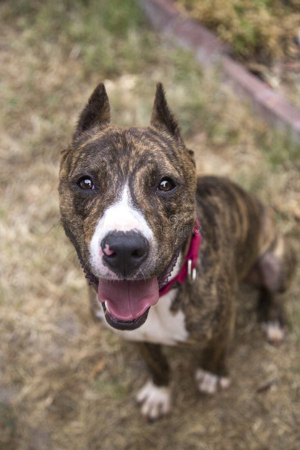 Looking Down on a Smiling Brindle Dog Stock Image - Image of headon ...