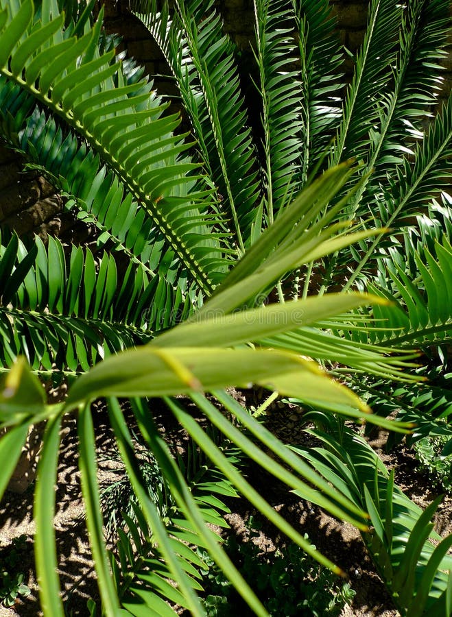 Cycad plant seeds stock photo. Image of propagate, plants - 27256286