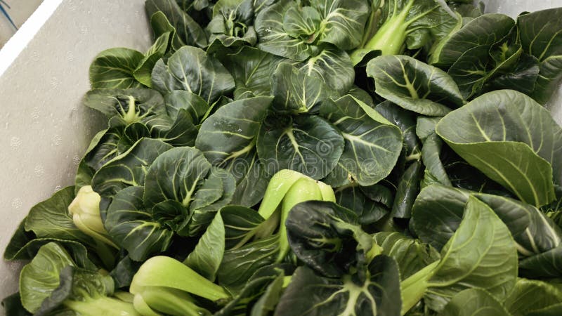 Looking Down on the Stack of Fresh Green Pak Choi Vegetable Stock Photo ...