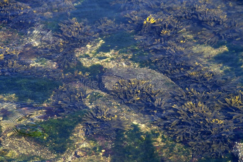 Looking Down into Tide Pool with Sea Weed, Coral and Algae in Shallow ...