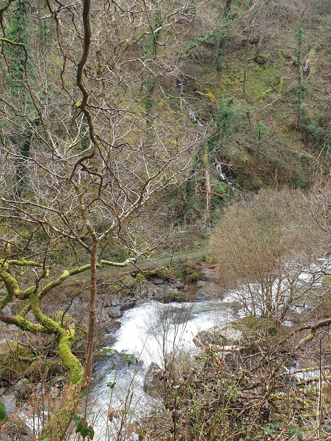 Looking Down Towards the River Stock Photo - Image of tree, woodland ...