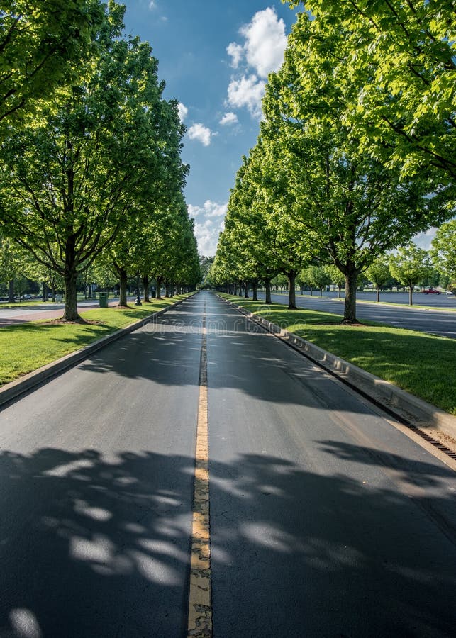 Looking Down the Tree Lined Road Stock Image - Image of lined, pavement ...
