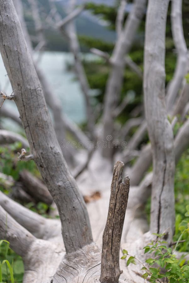 Looking Down Trunk of Dried Tree Blowdown Stock Image - Image of ...