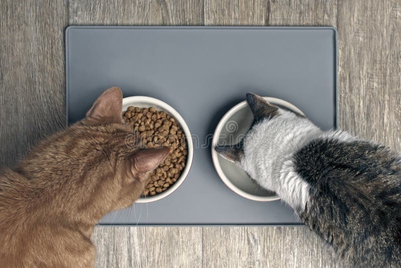 Looking Down at Two Cats Eating from a Bowl Stock Photo - Image of ...