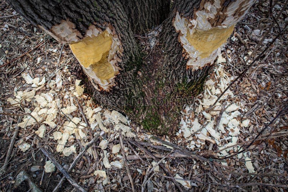 Looking Down View of Beaver Tooth Marks in the Bark of a Tree Texture ...