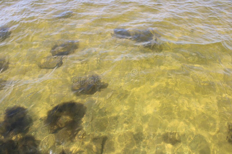 Looking Down at the Waters Surface with Water Ripples and Reflections ...