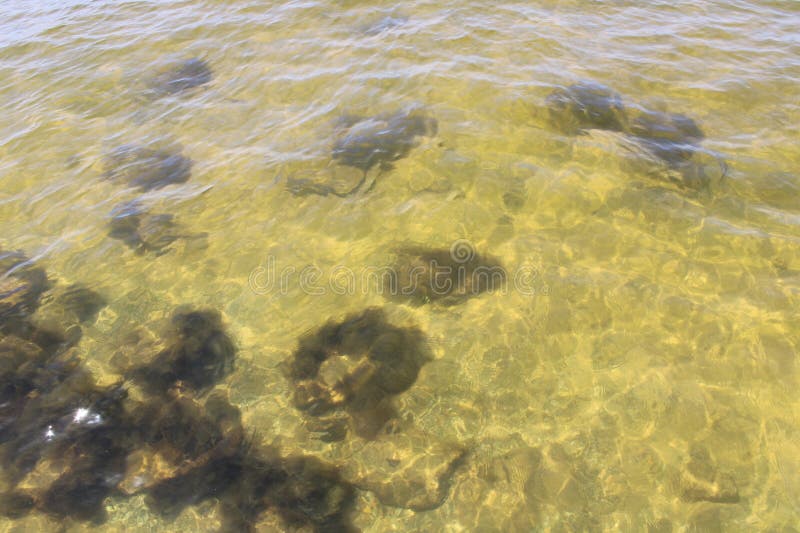 Looking Down at the Waters Surface with Water Ripples and Reflections ...