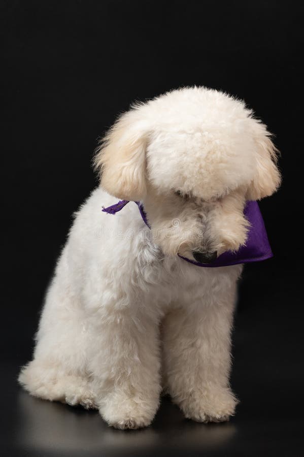 Black Poodle Puppy Looking Down Stock Photos - Free & Royalty-Free ...