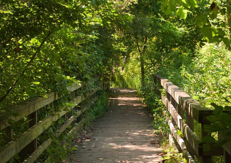 Looking Down a Wooden Path in the Woods in the Summer Stock Photo ...