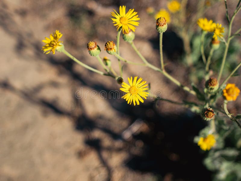 Looking Down at Yellow Wild Flowers Blooming in Fall with Shadow on ...
