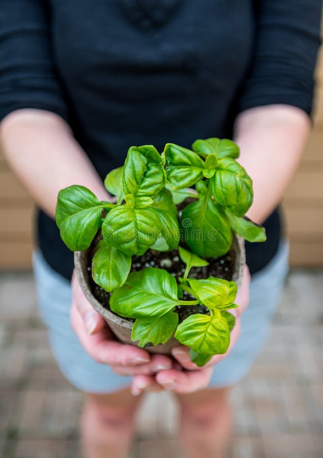 Looking Down on Young Basil Plant in Hands Stock Image - Image of ...