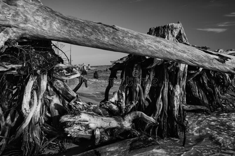 Driftwood on Open Beach with Waves in the Background Stock Photo ...