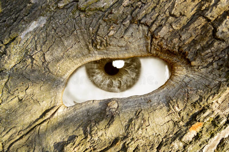 Looking eye from a tree stock image. Image of terrible - 113973143