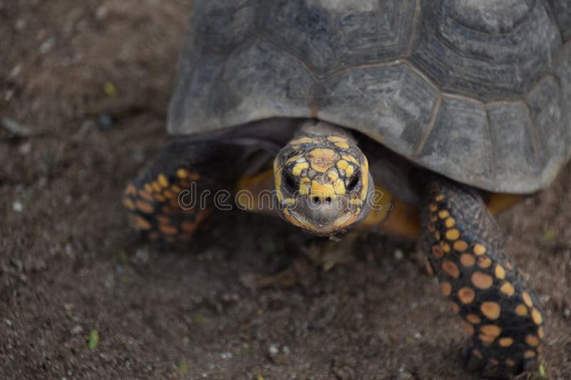 Looking into the Face of an Eastern Box Turtle Stock Image - Image of ...