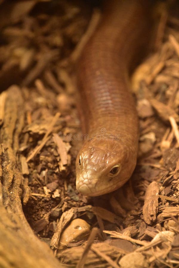 Looking into the Face of a European Glass Lizard Stock Image - Image of ...