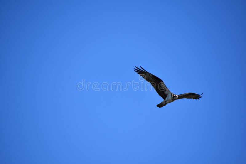 Looking into the Face of a Flying Fish Hawk Stock Photo - Image of bird ...