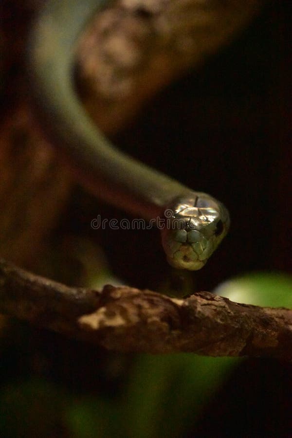 Looking into the Face of a Green Snake Stock Photo - Image of nature ...