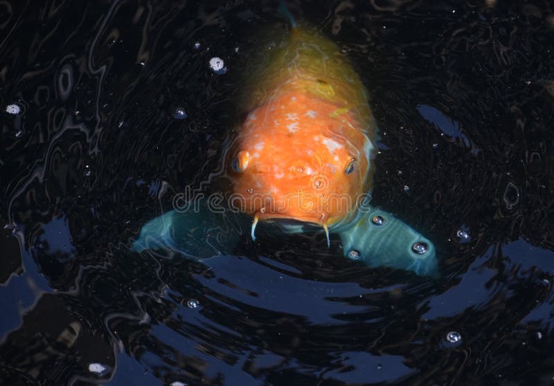 Looking into the Face of a Koi Fish Stock Image - Image of face ...
