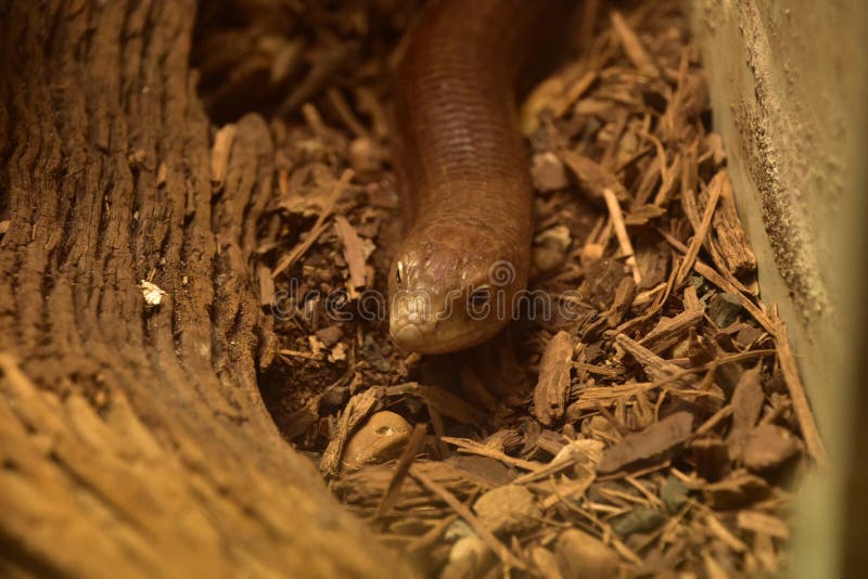 Looking into the Face of a Legless Lizard Stock Photo - Image of ...